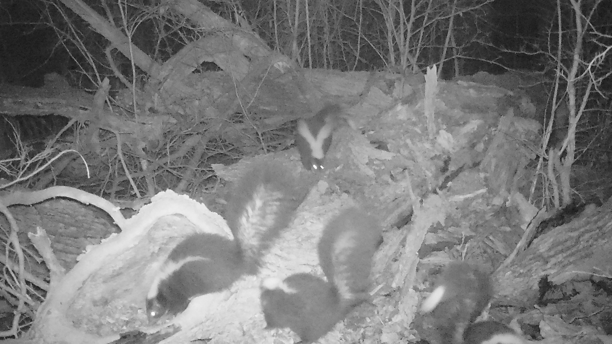 Slow and Unaware – DFW Urban Wildlife