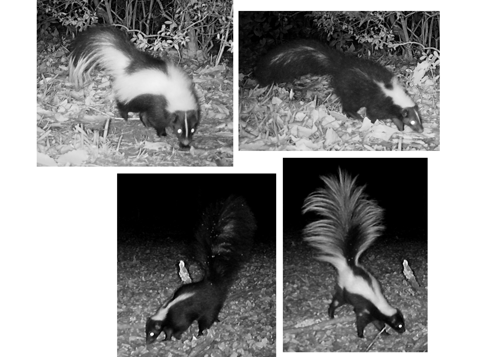 Slow and Unaware – DFW Urban Wildlife