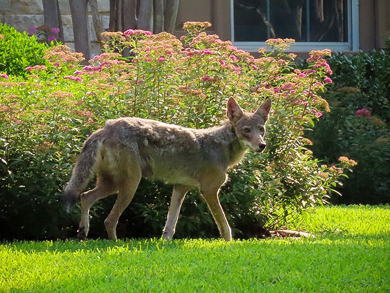 Coyotes are Dogs – DFW Urban Wildlife