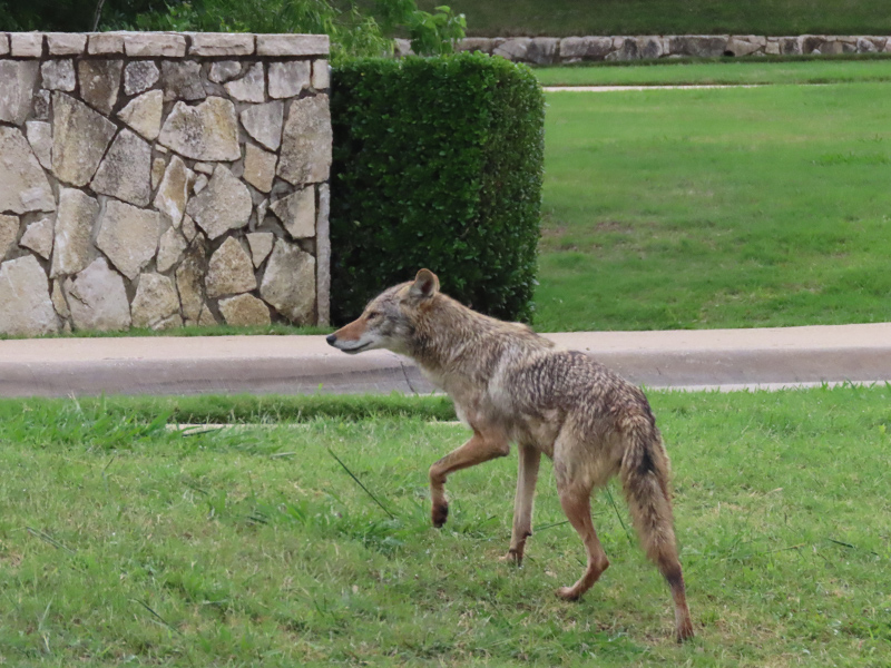 Coyotes are Dogs – DFW Urban Wildlife