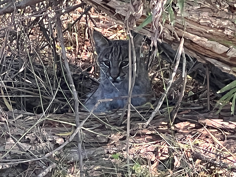 Camouflage and Coloration in North Texas Mammals – DFW Urban Wildlife