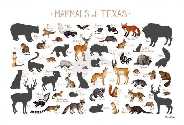 Camouflage and Coloration in North Texas Mammals – DFW Urban Wildlife