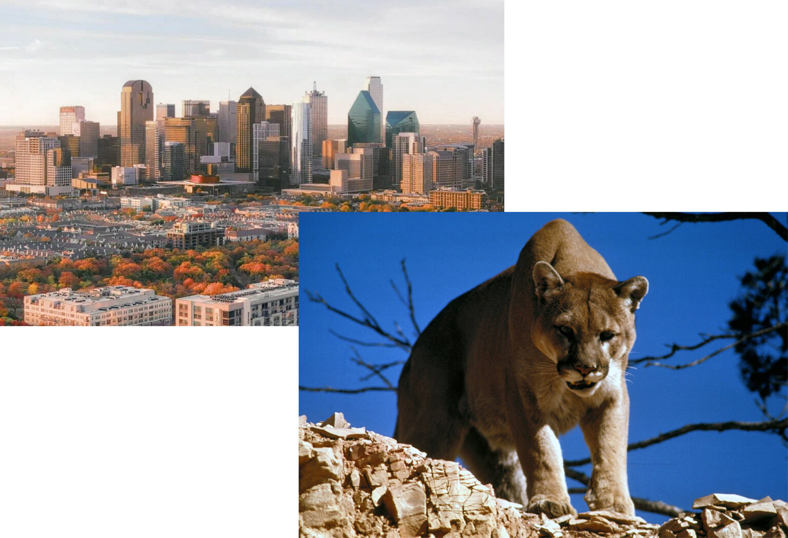Dallas/Fort Worth Mountain Lion Tracker – DFW Urban Wildlife