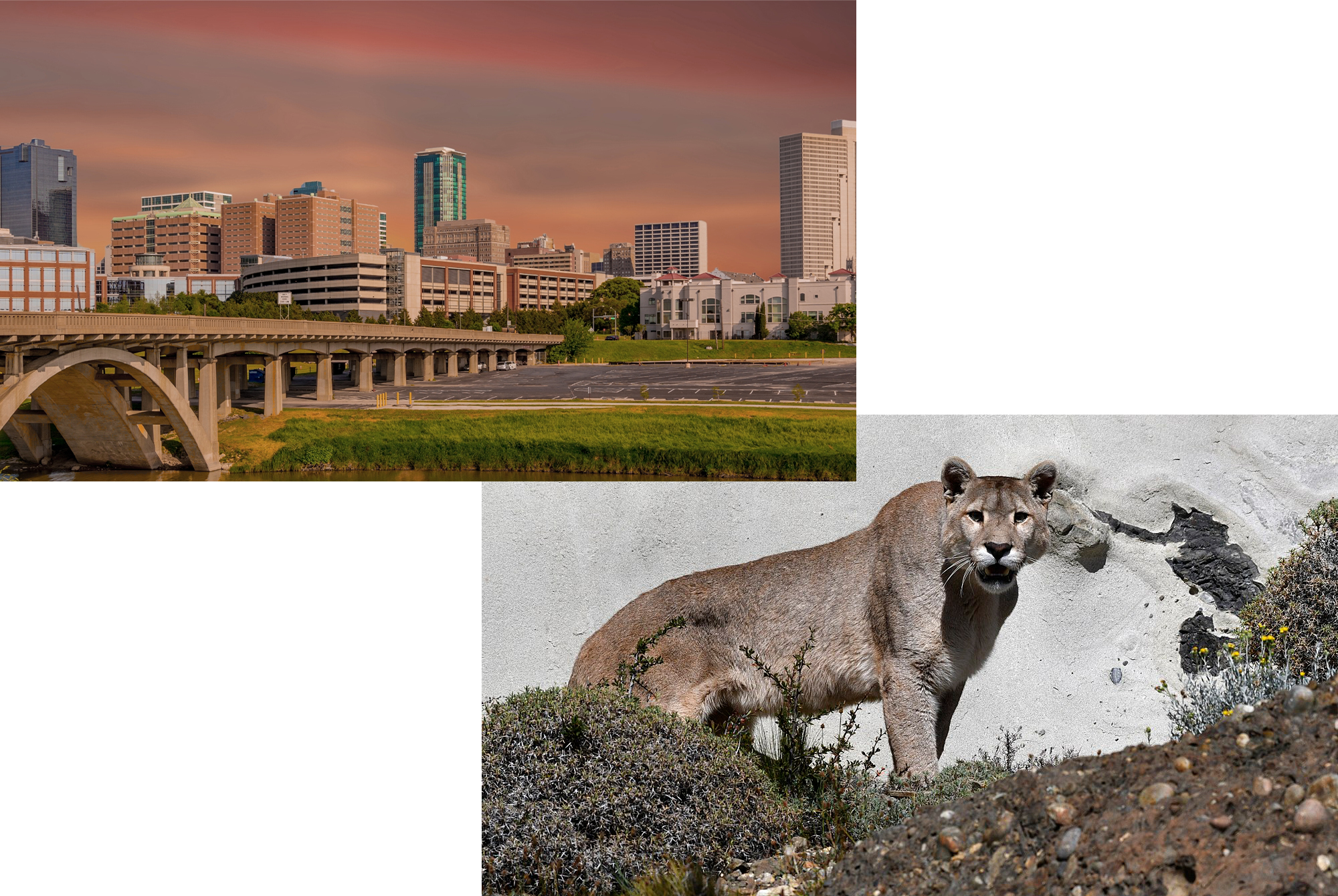 Dallas/Fort Worth Mountain Lion Tracker – DFW Urban Wildlife