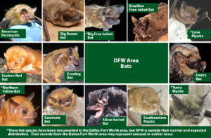 Listening to Bats – DFW Urban Wildlife