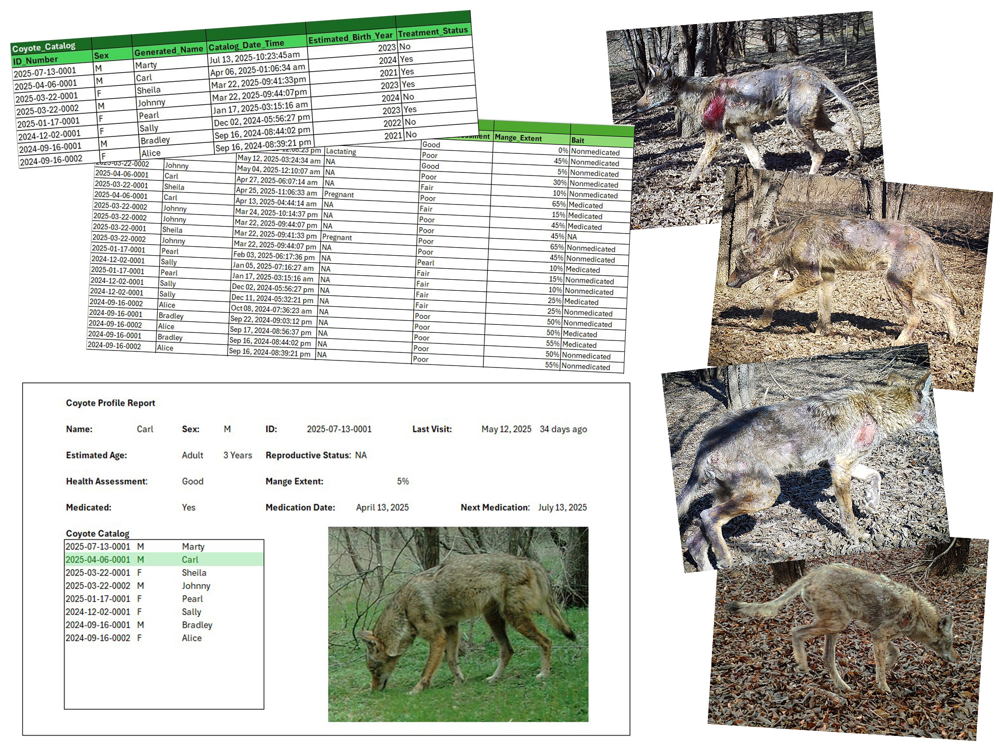 Addressing Mange in Coyotes with the Assistance of Artificial ...