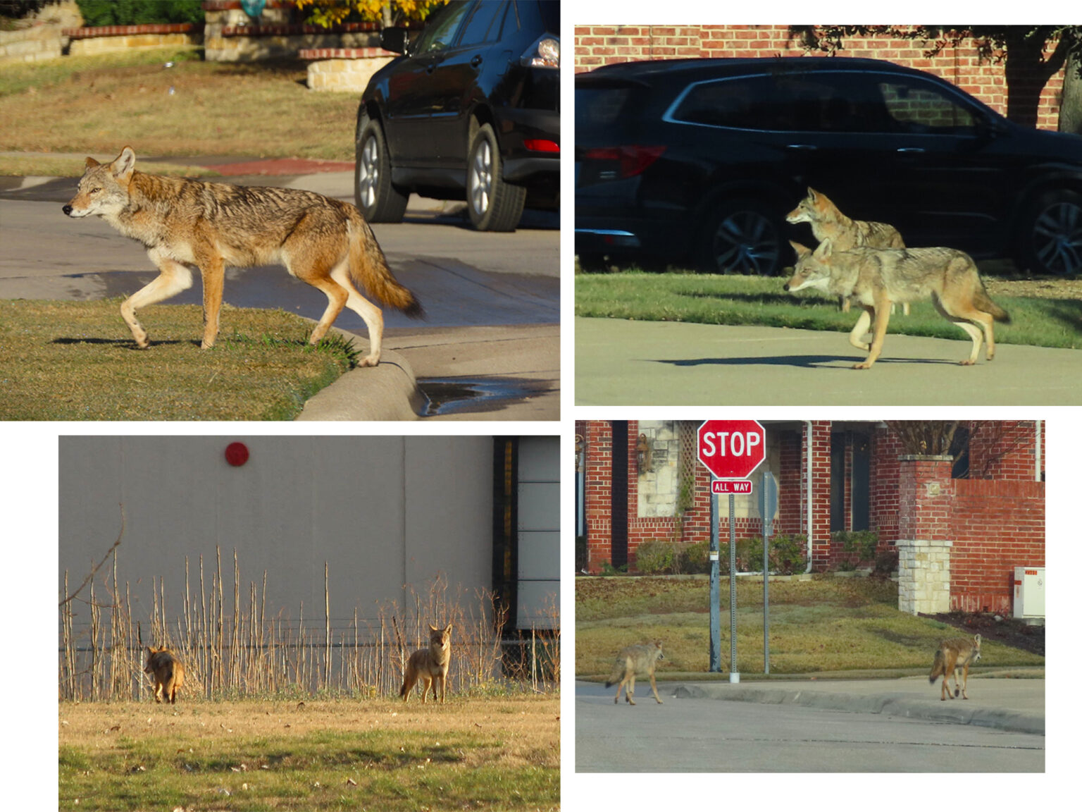 Addressing Mange in Coyotes with the Assistance of Artificial ...
