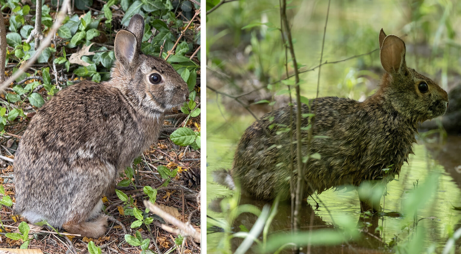 Denton County Swamp Rabbits – DFW Urban Wildlife