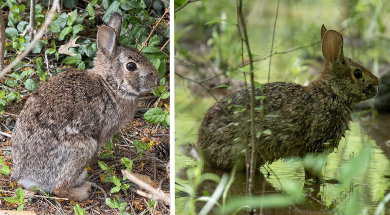 Denton County Swamp Rabbits – DFW Urban Wildlife