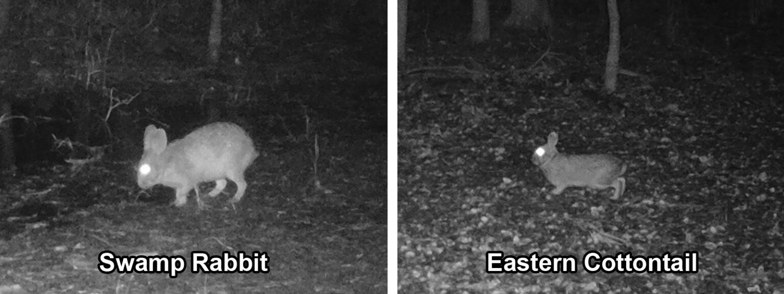 Denton County Swamp Rabbits – DFW Urban Wildlife