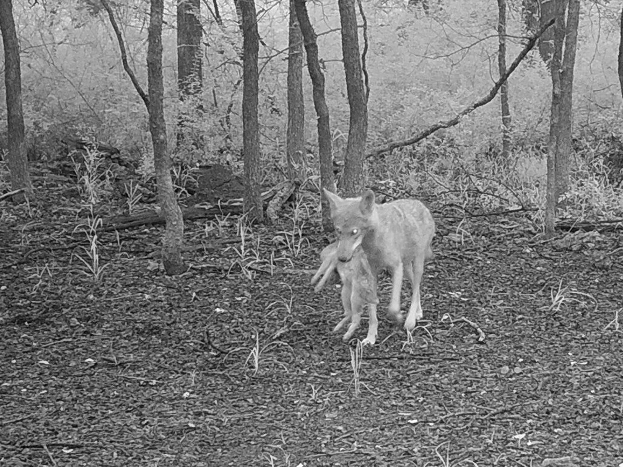 Denton County Swamp Rabbits – DFW Urban Wildlife