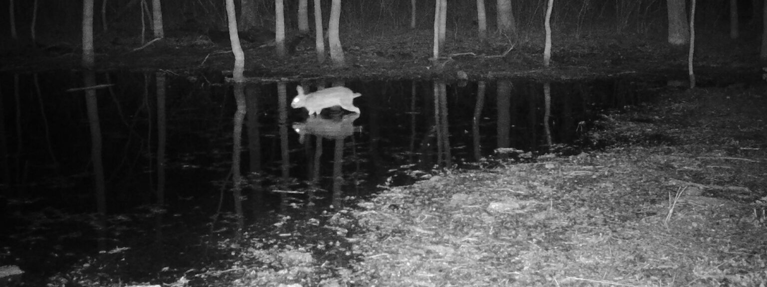 Denton County Swamp Rabbits – DFW Urban Wildlife